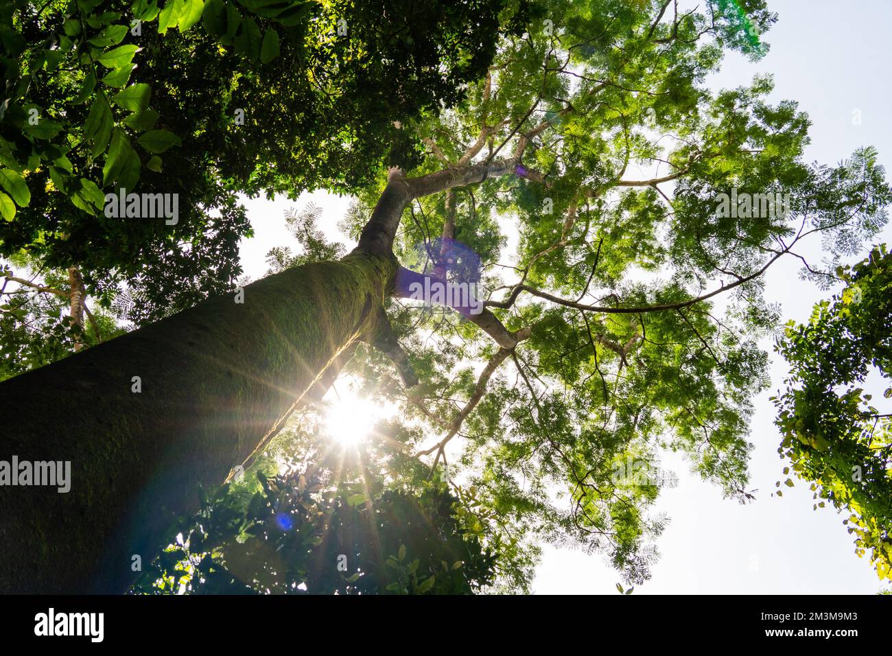 Costa rican jungle Stock Photo - Alamy
