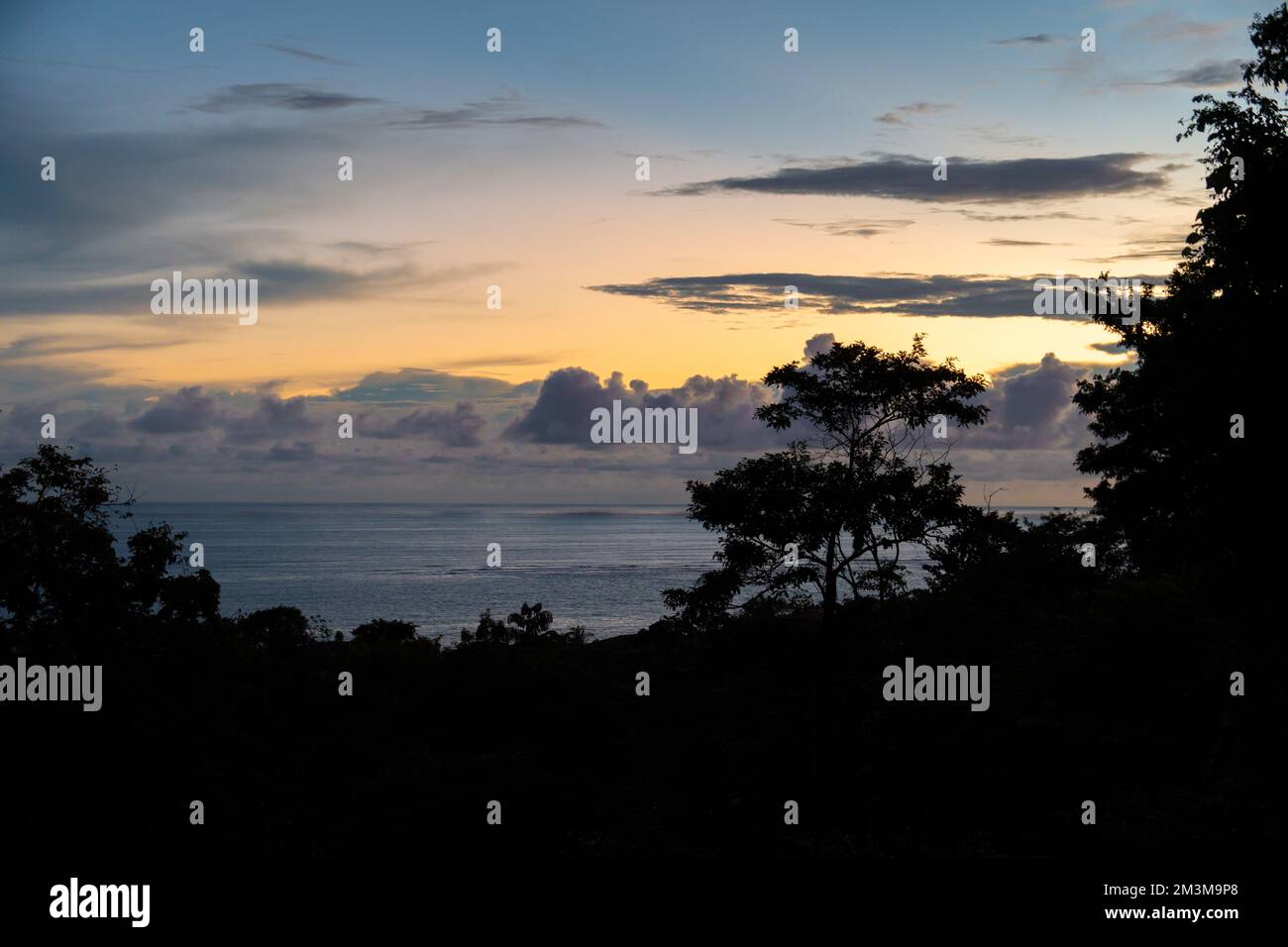 Costa rican jungle Stock Photo - Alamy