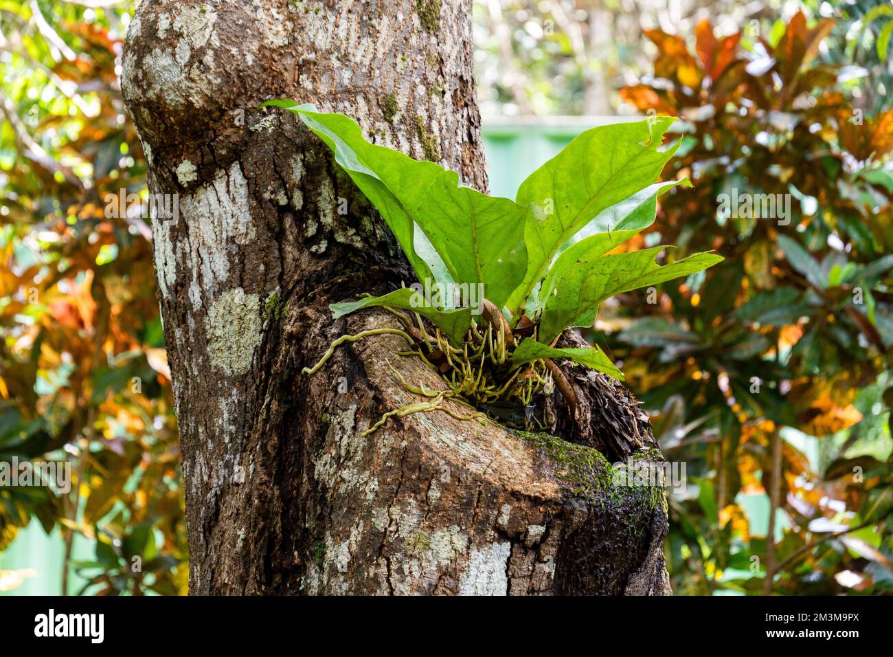 Costa rican jungle Stock Photo - Alamy
