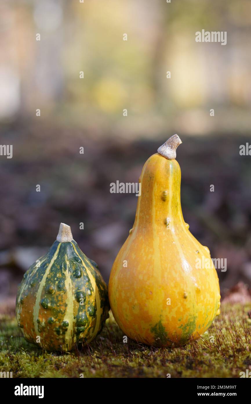 Two green and yellow ornamental squash Stock Photo - Alamy