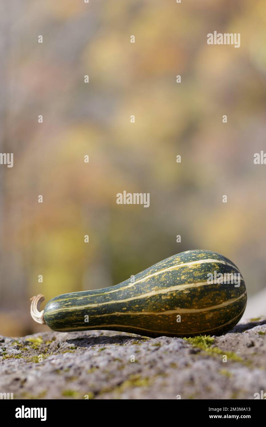 One small green ornamental squash Stock Photo - Alamy