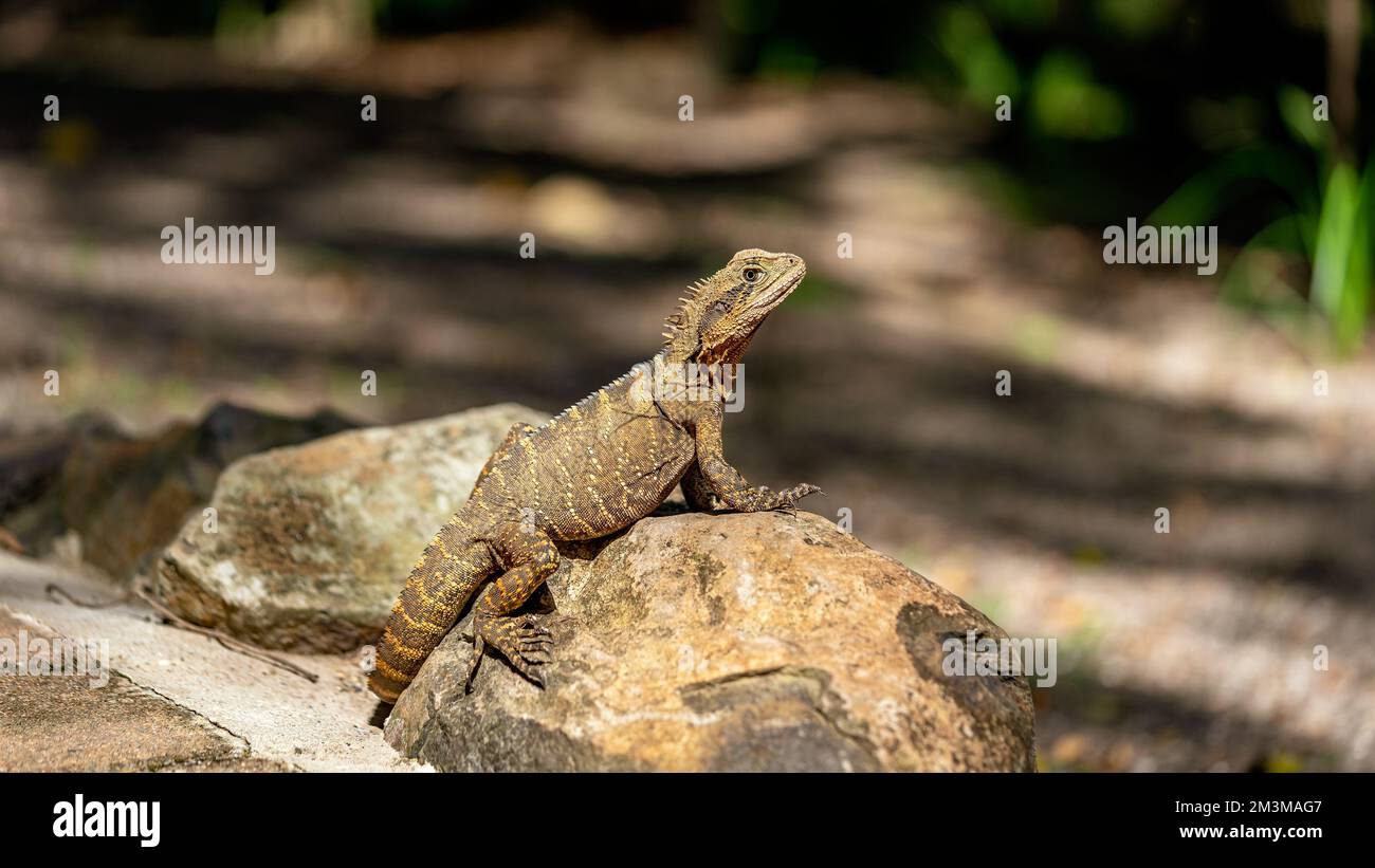 Australian water dragon lizard sitting still Stock Photo - Alamy