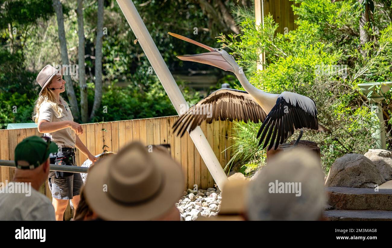 Gold Coast, Queensland, Australia - Australian pelican at the bird show ...