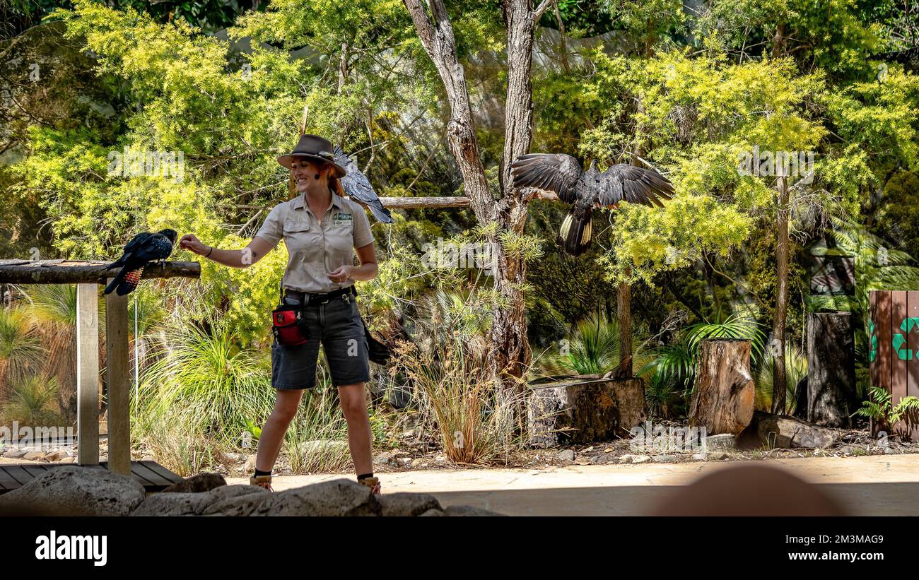 Gold Coast, Queensland, Australia - Australia black parrots at the bird ...