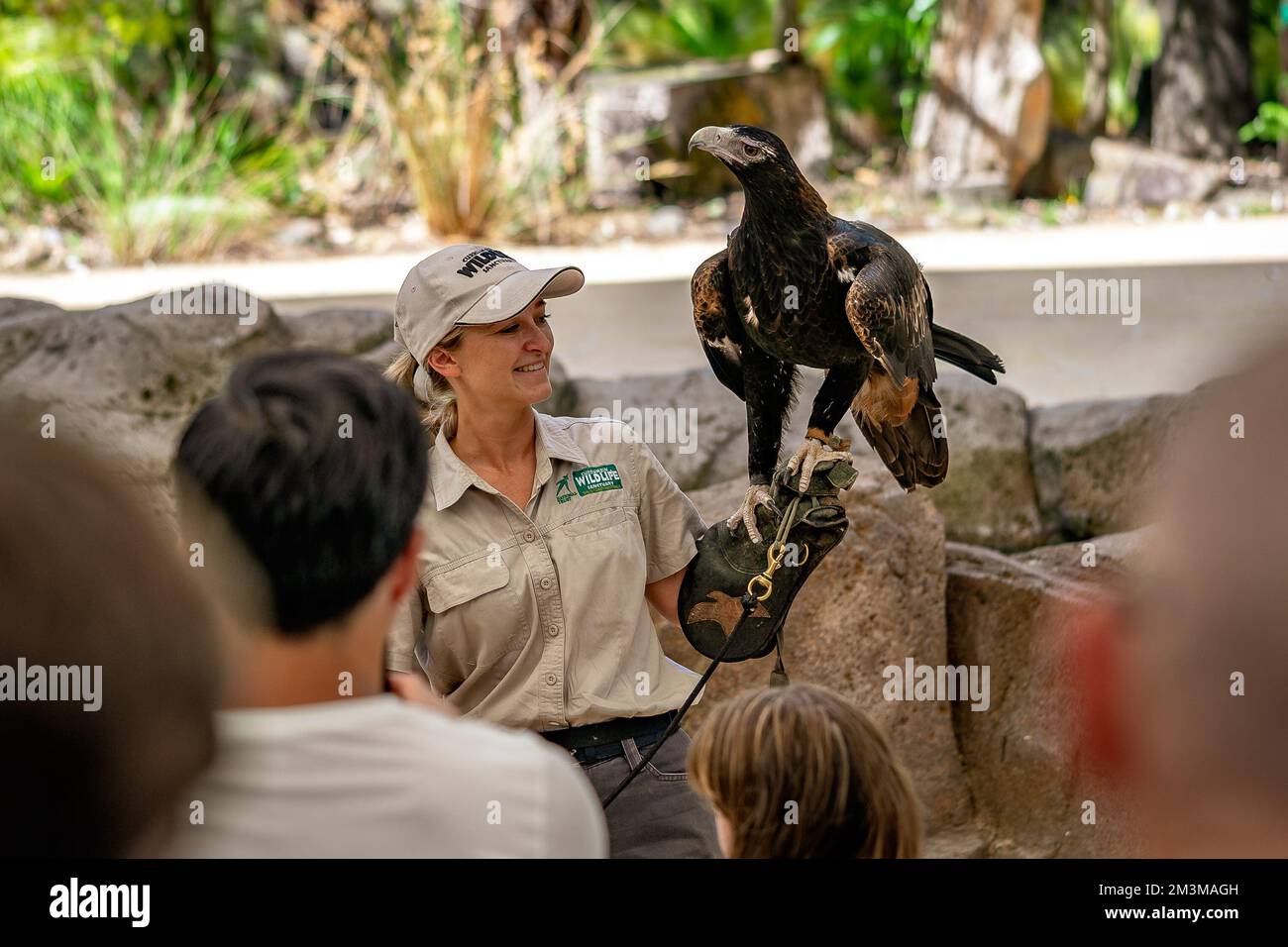 Gold Coast, Queensland, Australia - Eagle at the bird show at Currumbin ...