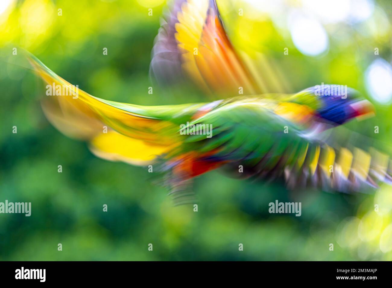 Abstract slow shutter speed photo of a lorikeet in flight Stock Photo ...
