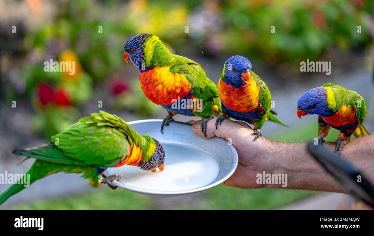 Colourful lorikeets feeding on the plate Stock Photo - Alamy