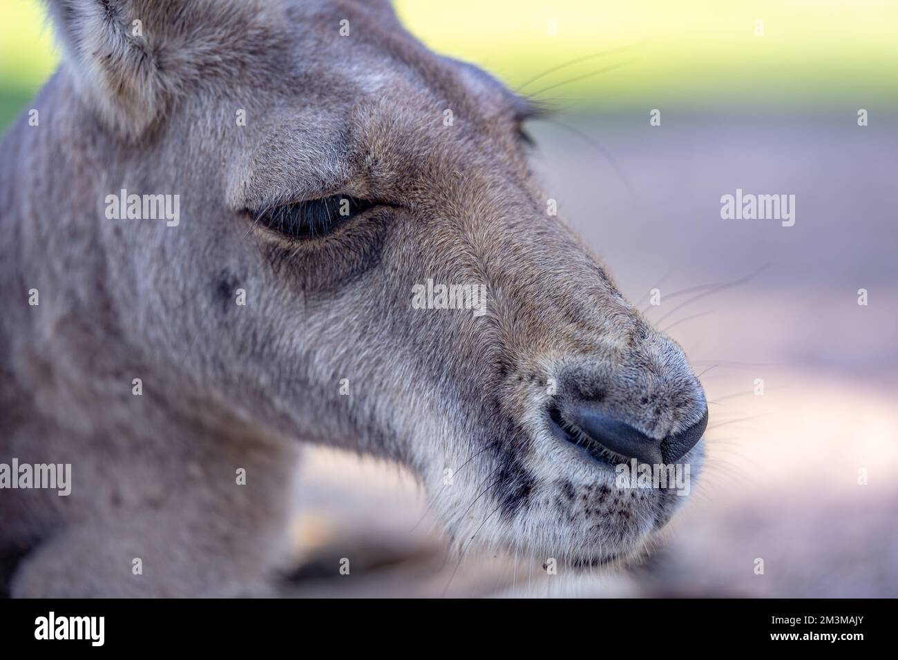 Closeup of a kangaroo's head Stock Photo - Alamy