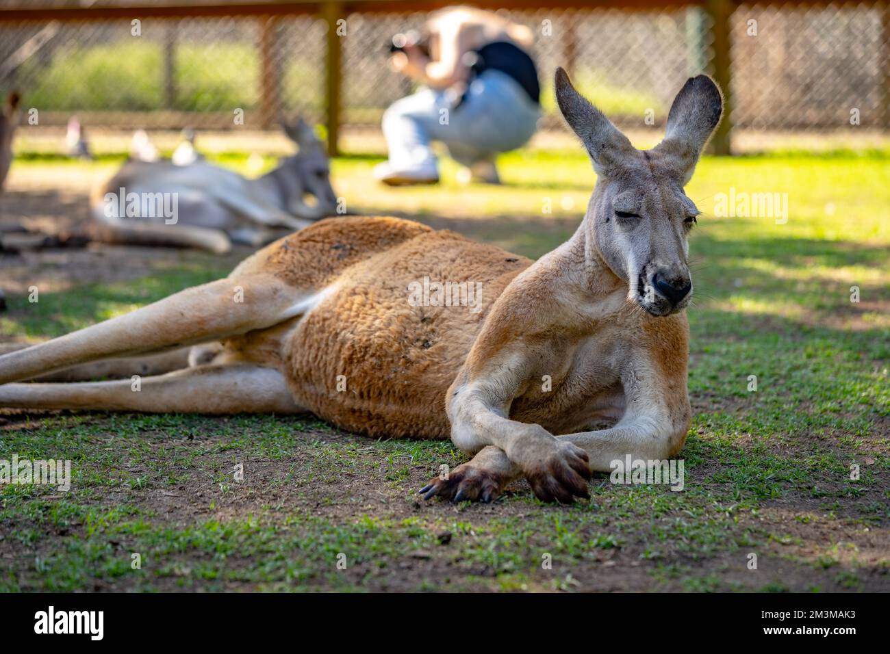 Relaxed kangaroo in a wildlife sanctuary park Stock Photo - Alamy
