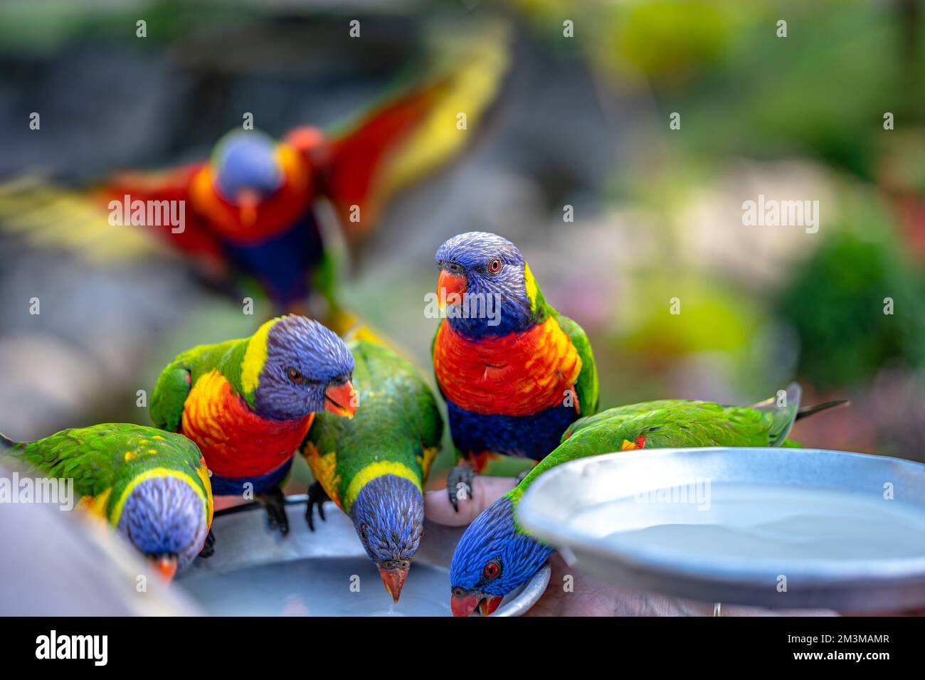 Lorikeets feeding hi-res stock photography and images - Alamy