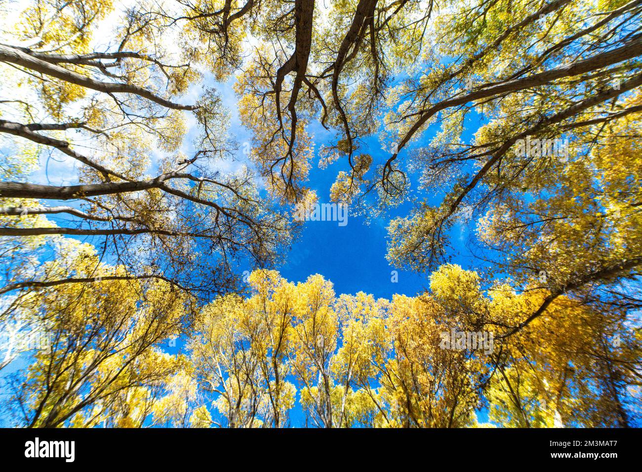 Prescott forest hi-res stock photography and images - Alamy