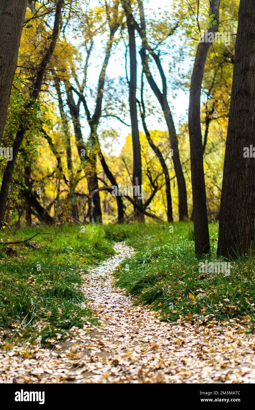 prescott in the fall Stock Photo - Alamy
