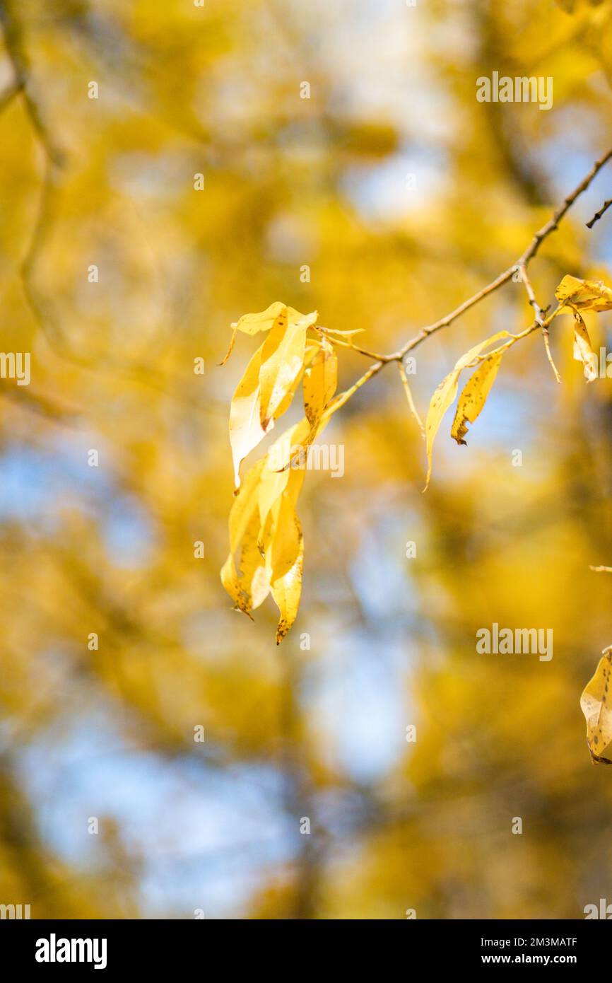 Prescott forest hi-res stock photography and images - Alamy