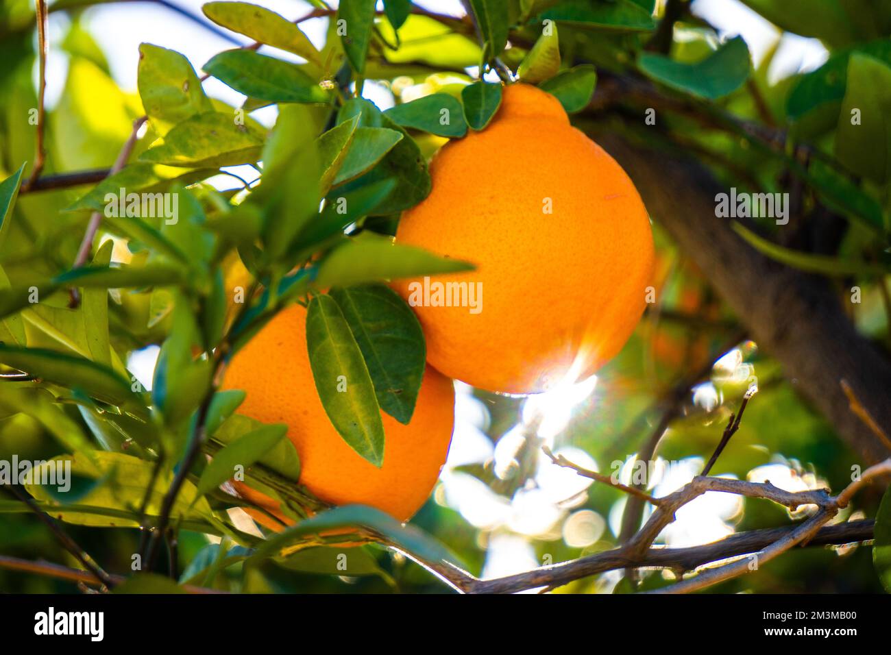 Orange citrus bloom orange tree hi-res stock photography and images - Alamy