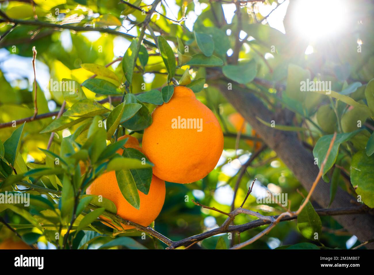 Florida oranges hi-res stock photography and images - Alamy