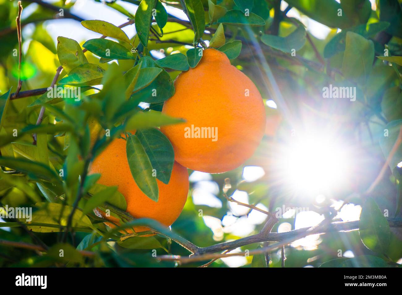 Florida orange juice hi-res stock photography and images - Alamy
