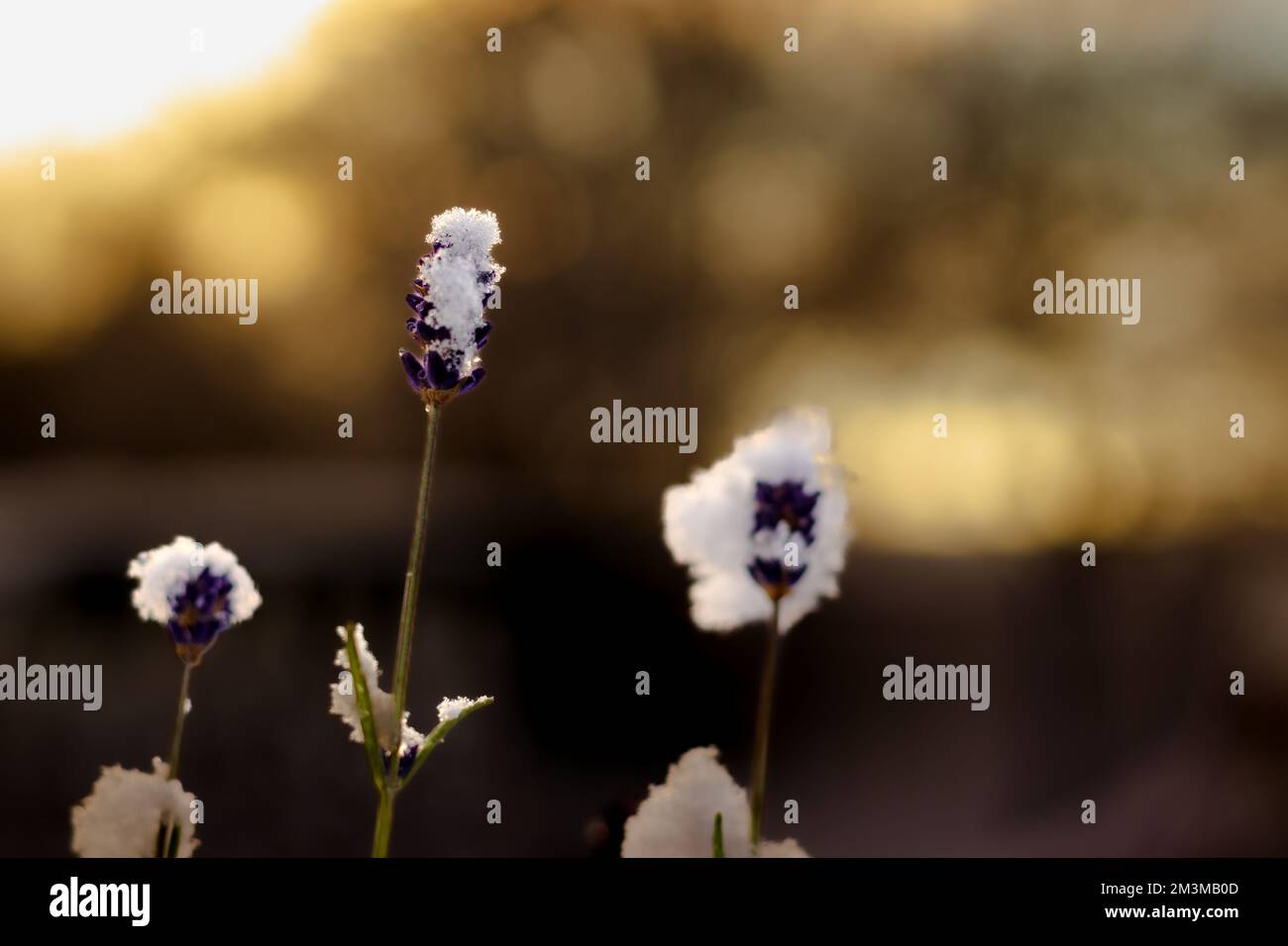 Lavender snow field hi-res stock photography and images - Alamy