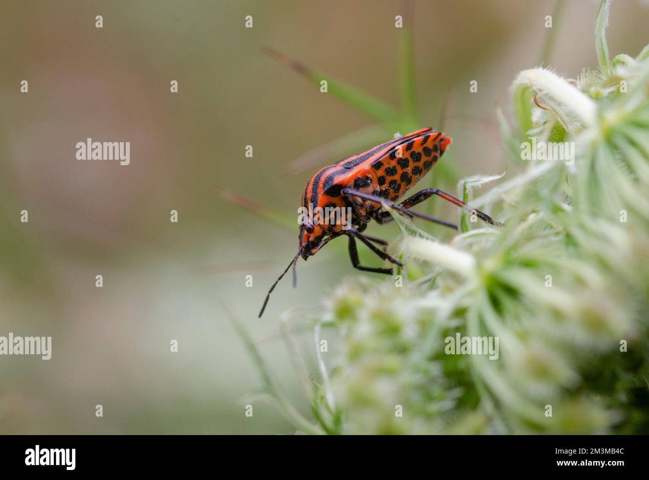 The fire bugs are a family of bugs within the suborder Pentatomomorpha ...