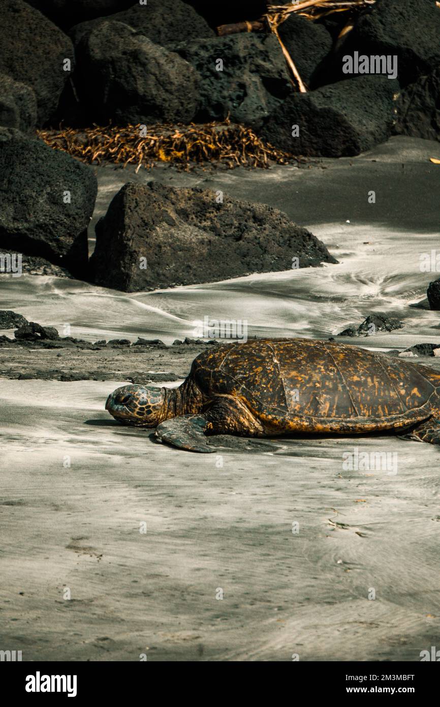 Cute baby sea turtle swimming hi-res stock photography and images - Alamy