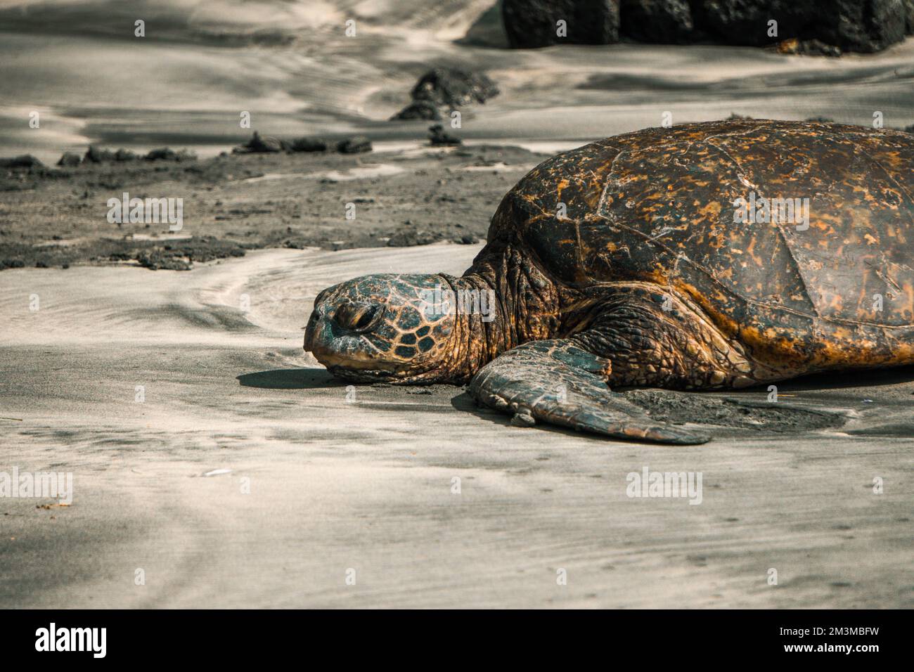 Cute baby sea turtle swimming hi-res stock photography and images - Alamy