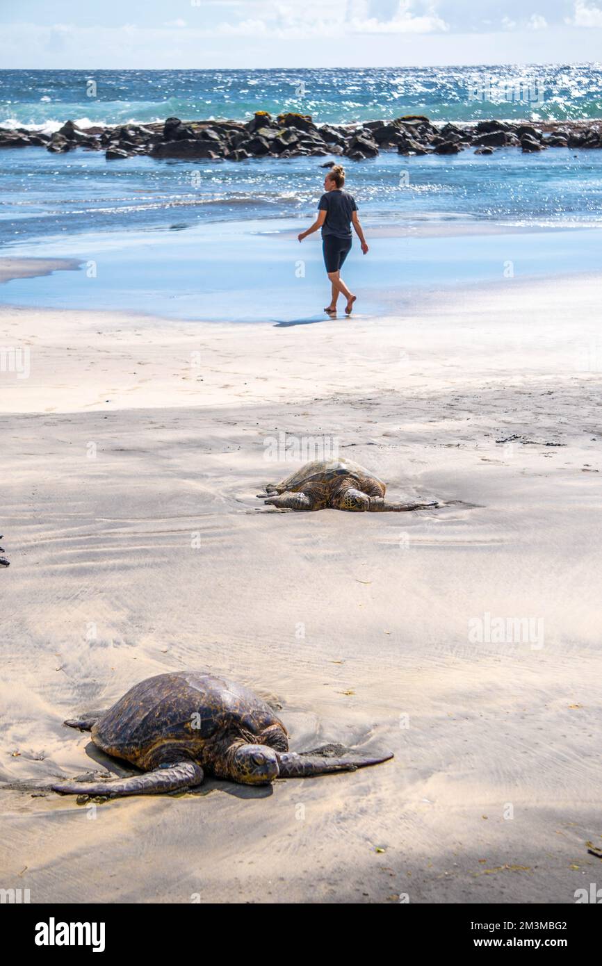 wild sea turtles Stock Photo - Alamy