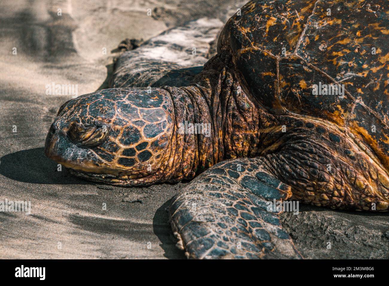 Cute baby sea turtle swimming hi-res stock photography and images - Alamy