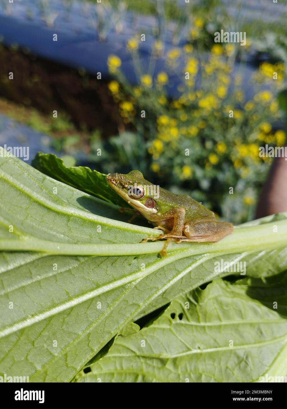 Pearsons tree frog hi-res stock photography and images - Alamy