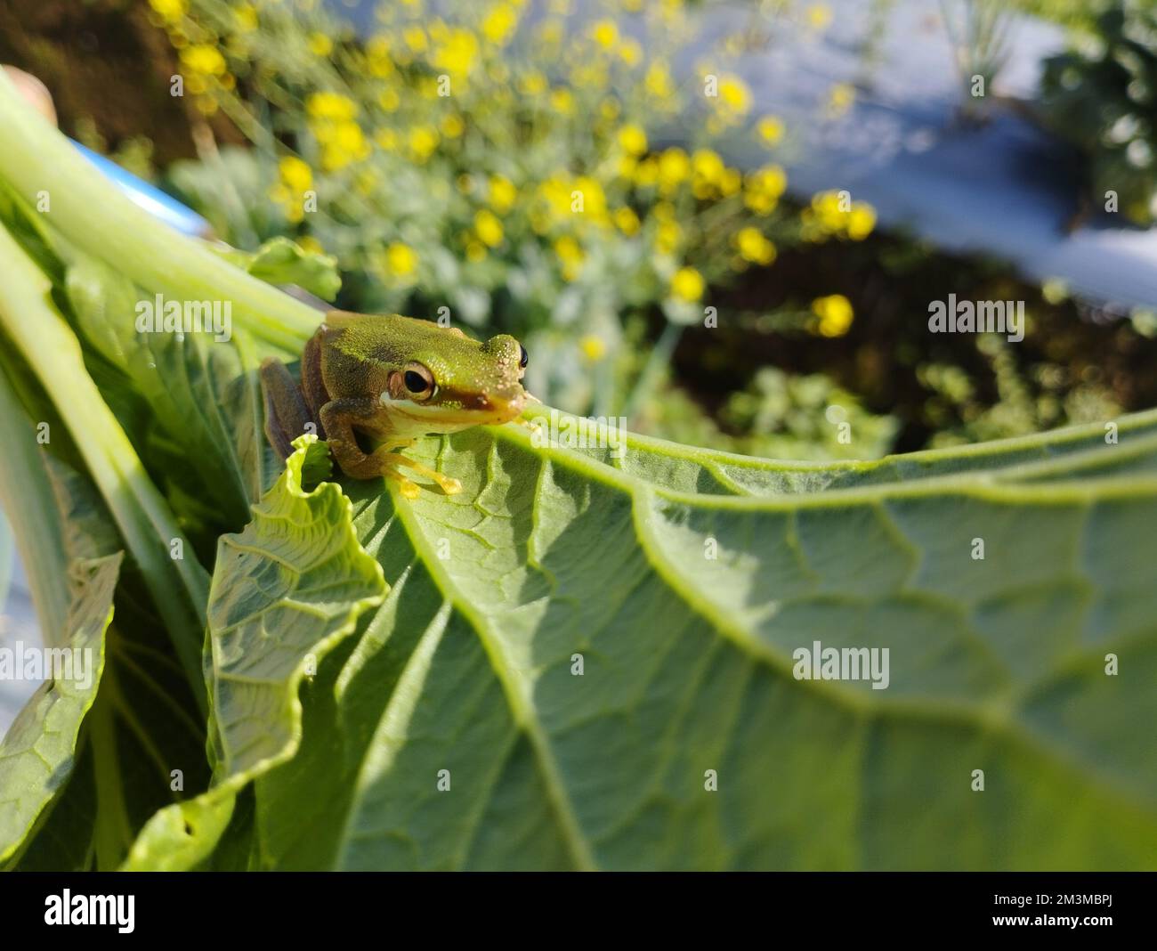 Pearsons tree frog hi-res stock photography and images - Alamy