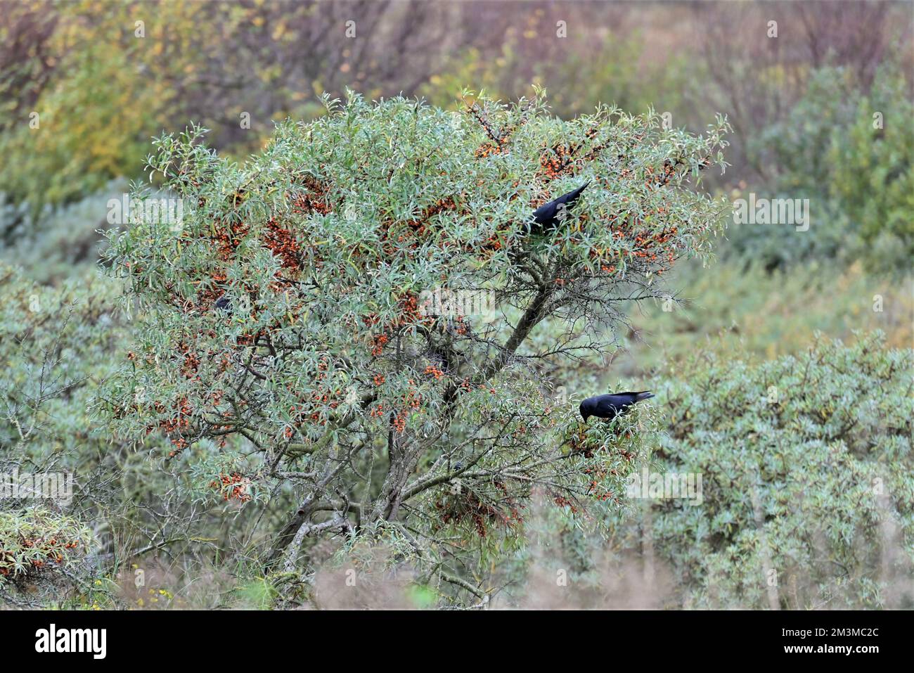 Ravens in a sea buckthorn bush at the beach Stock Photo - Alamy