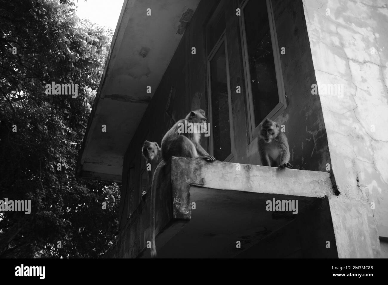 Black and white photo, Monochrome photo of monkeys roaming the coast of ...