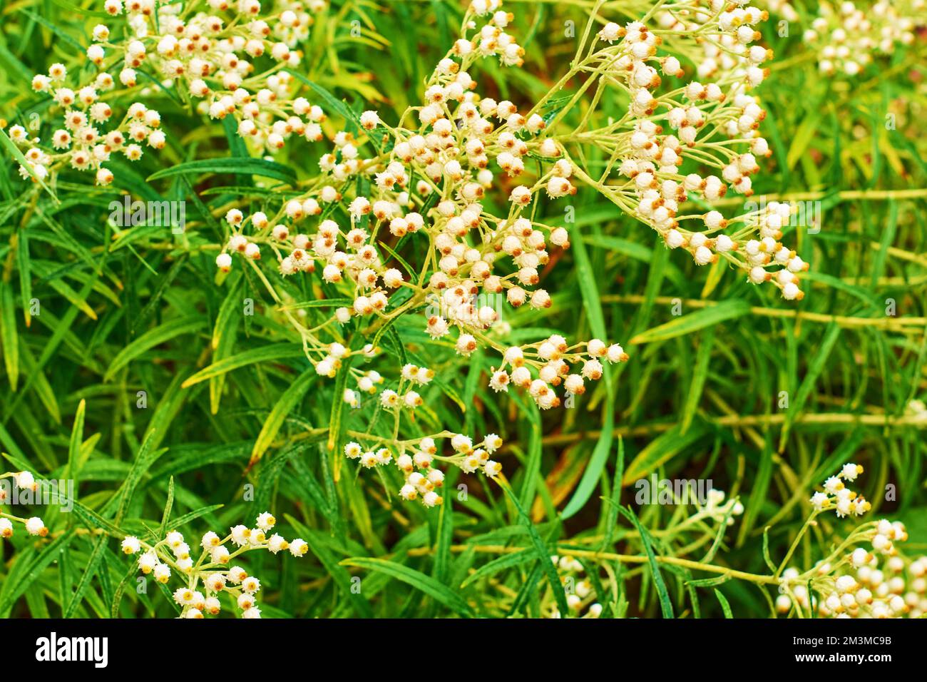 Anaphalis margaritacea leaves and berry texture. Leaves Anafalis pearl ...