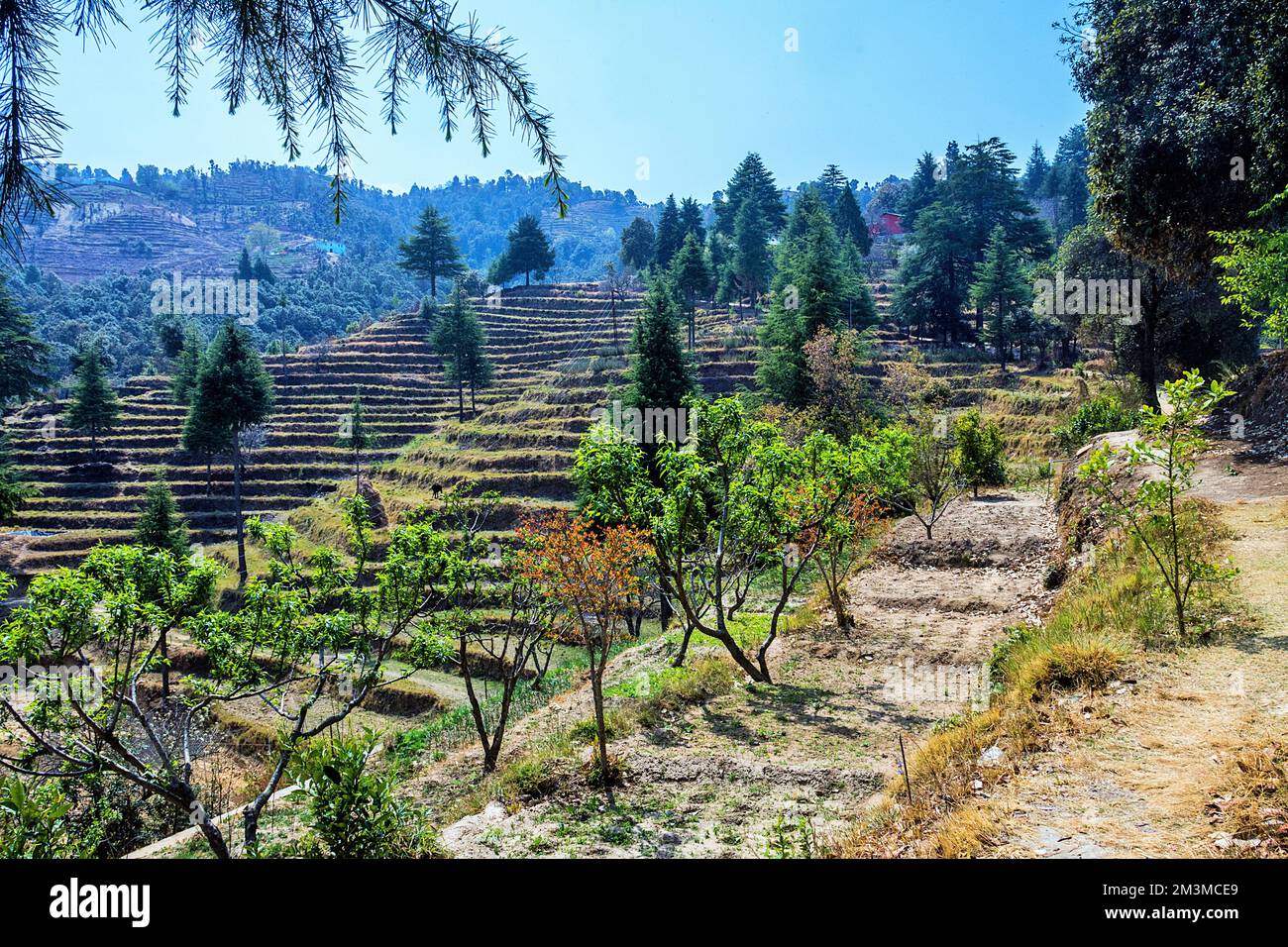 Terrace farming, Sitlakhet, Almora, Uttarakhand, India Stock Photo - Alamy