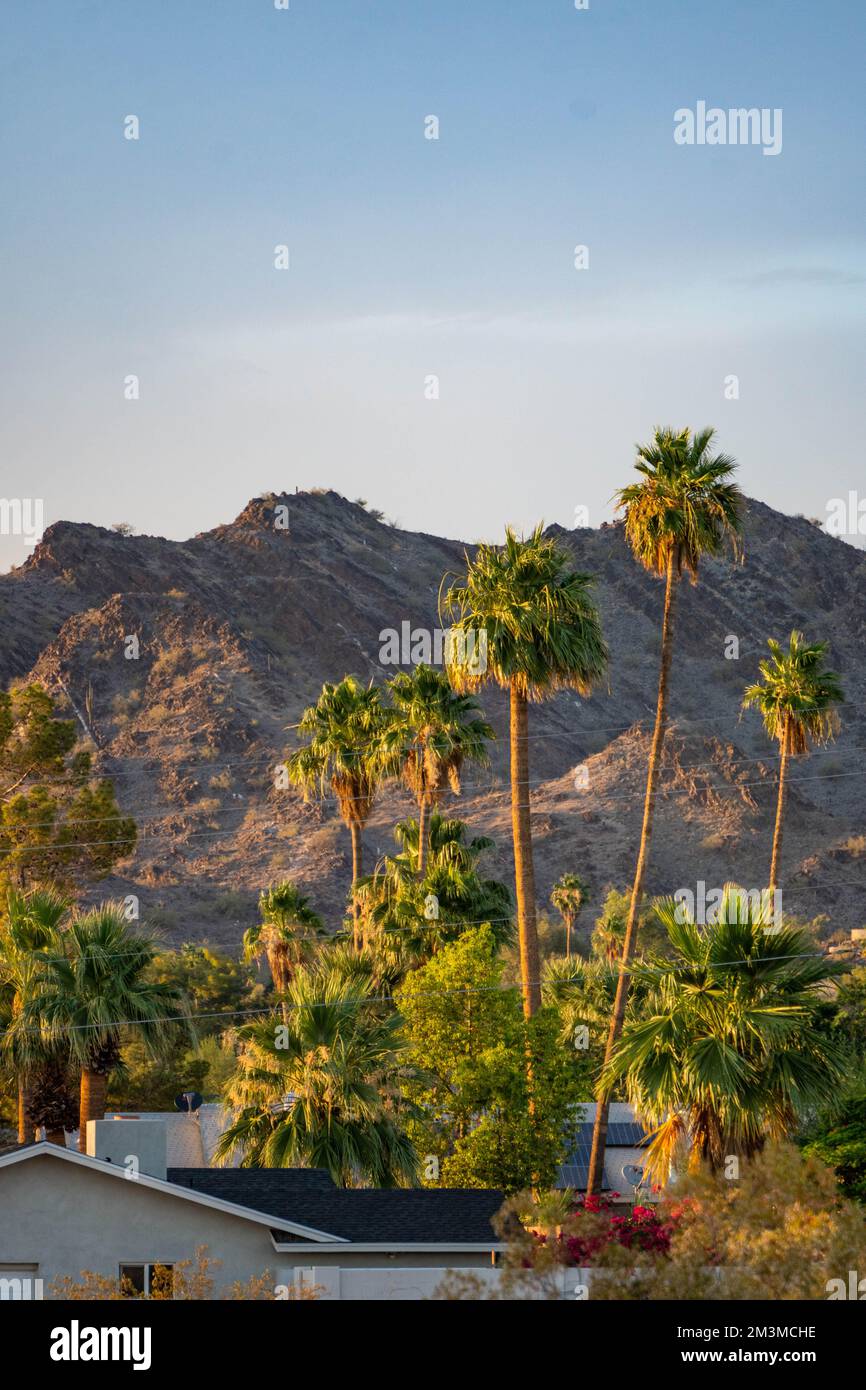 Phoenix skyline and cactus hi-res stock photography and images - Alamy