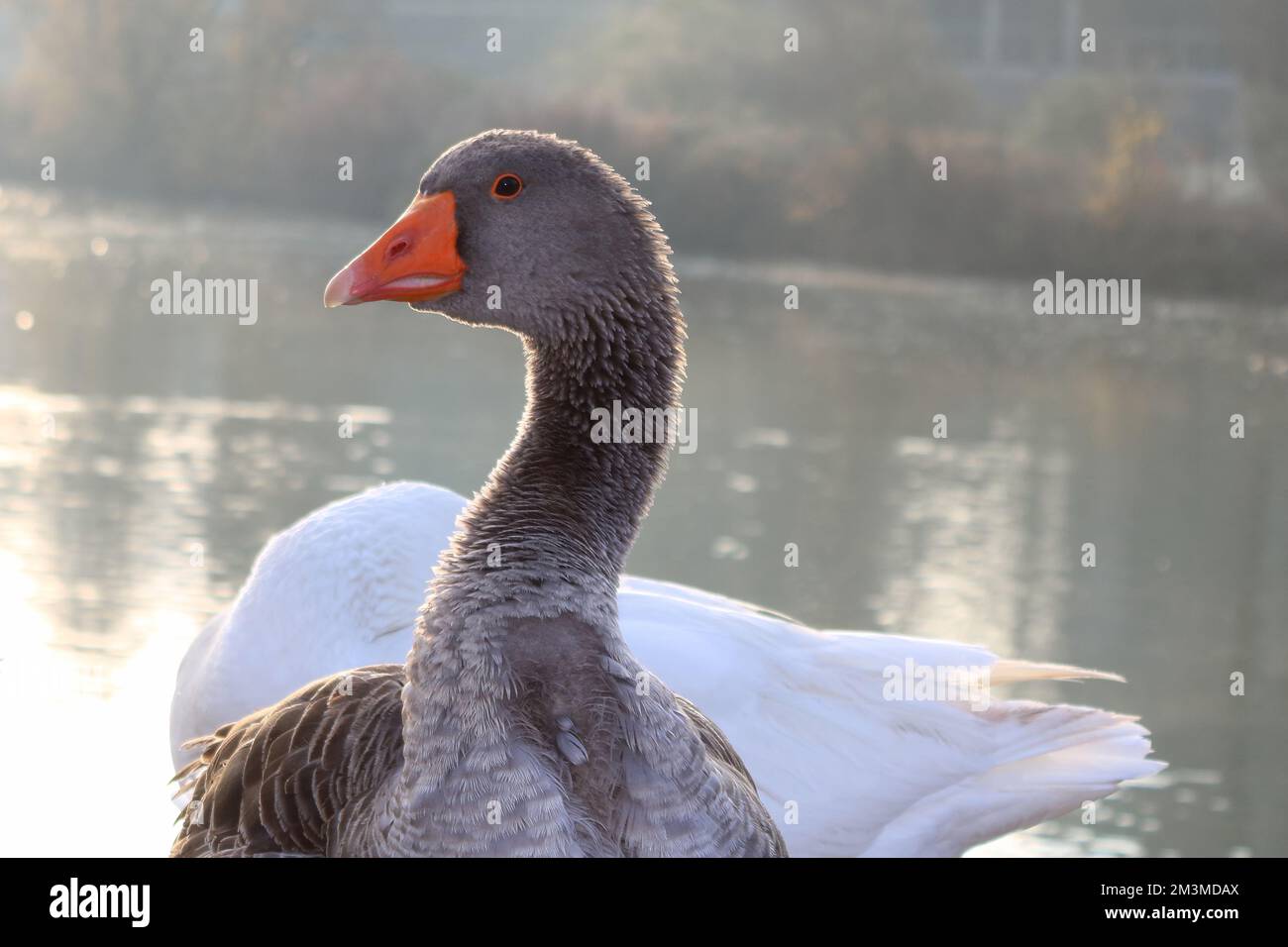 Toulouse goose hi-res stock photography and images - Alamy