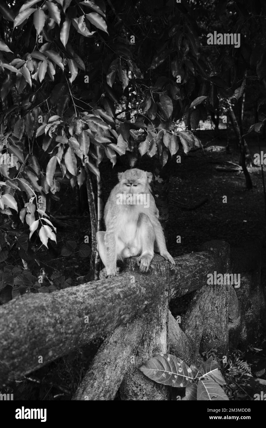 Black and white photo, Monochrome photo of monkeys roaming the coast of ...