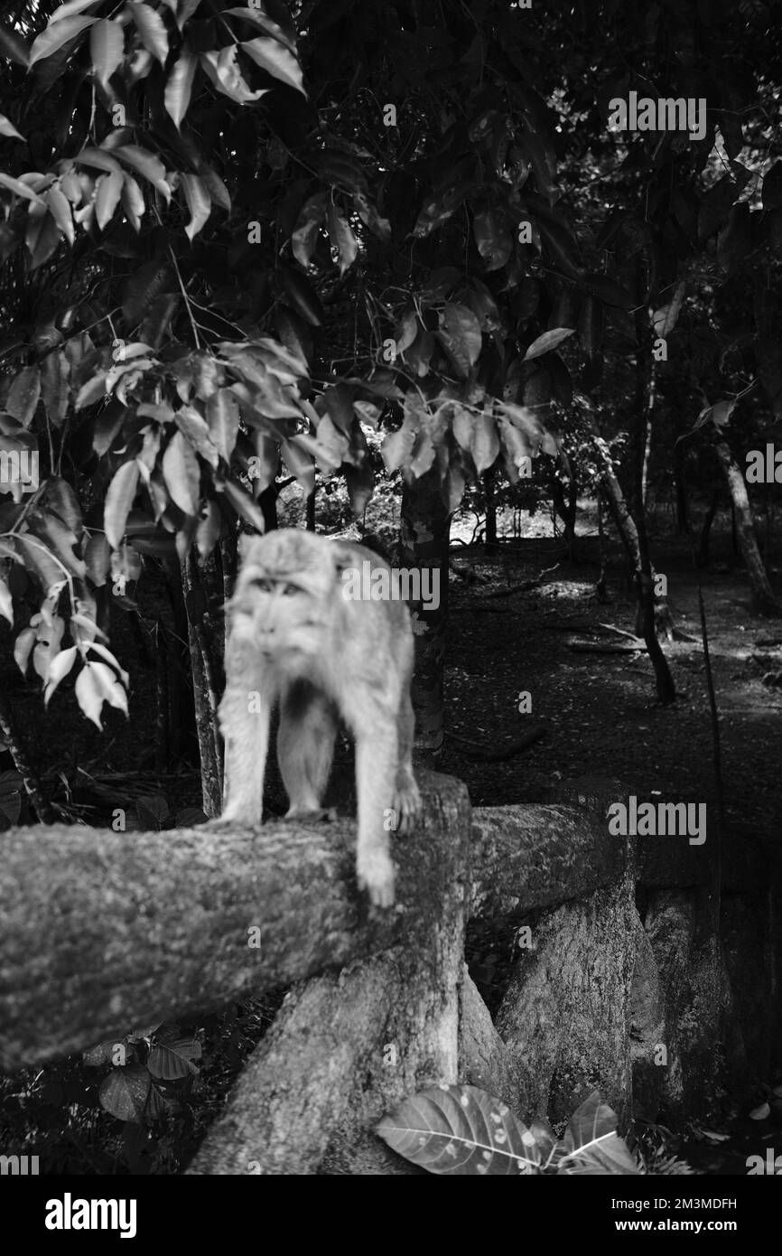 Black and white photo, Monochrome photo of monkeys roaming the coast of ...