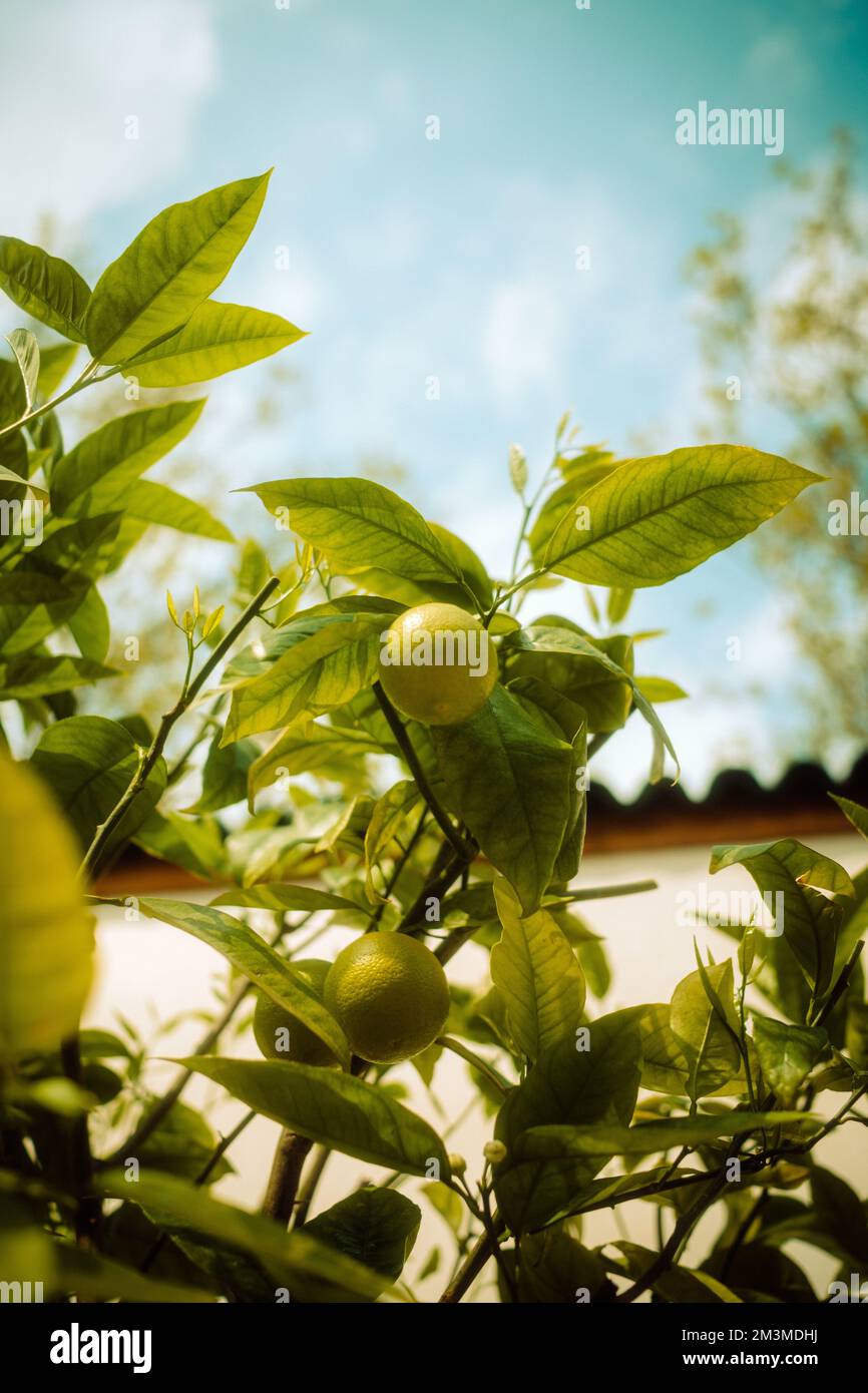 The vertical low-angle view of the branches of a Lemon tree with green ...