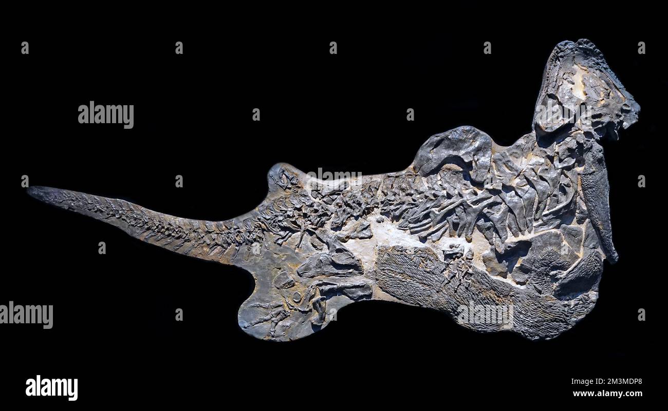 Amphibian Fossil.Sclerocephalus haeuseri.Early Permian,298.9-272.3 ...