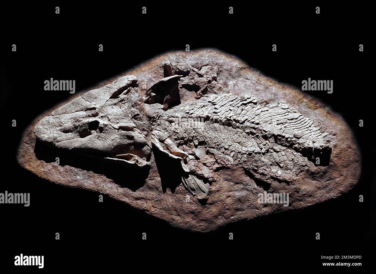 Tiktaalik Skull
