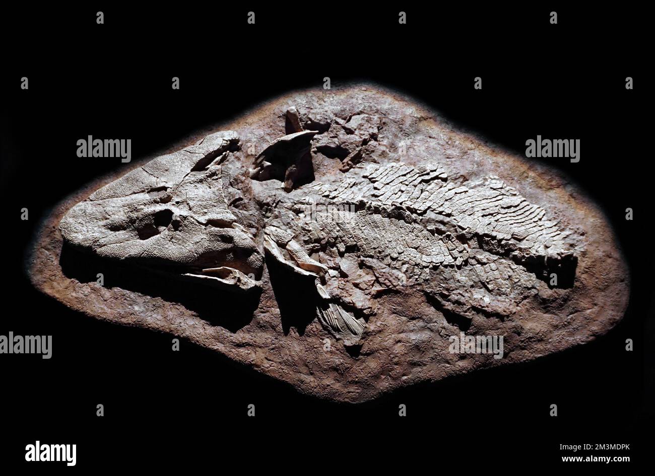 Tiktaalik roseae.Extinct sarcopterygian-Lobe-finned fish from the ...