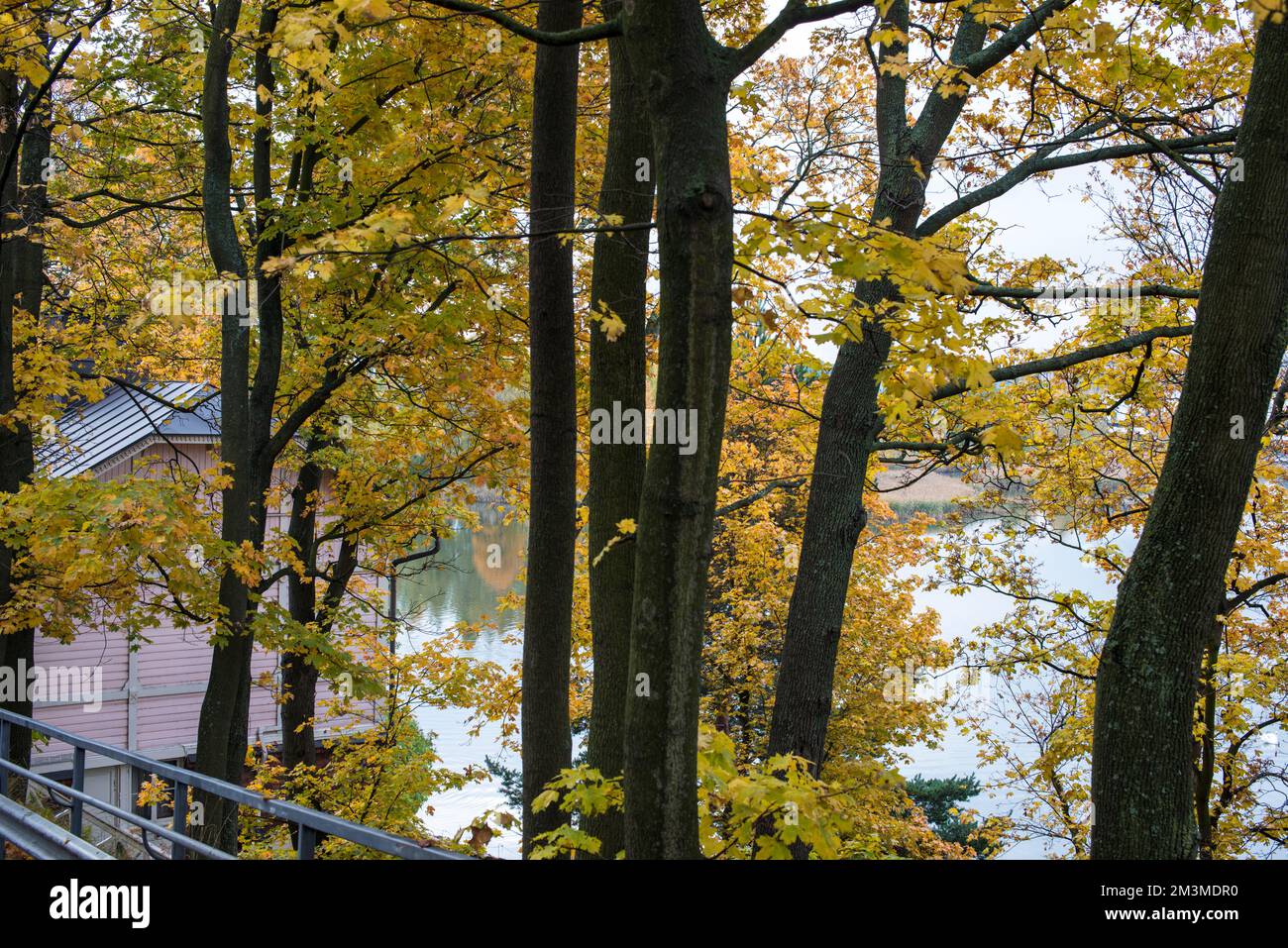 Trees lakeside trees hi-res stock photography and images - Alamy