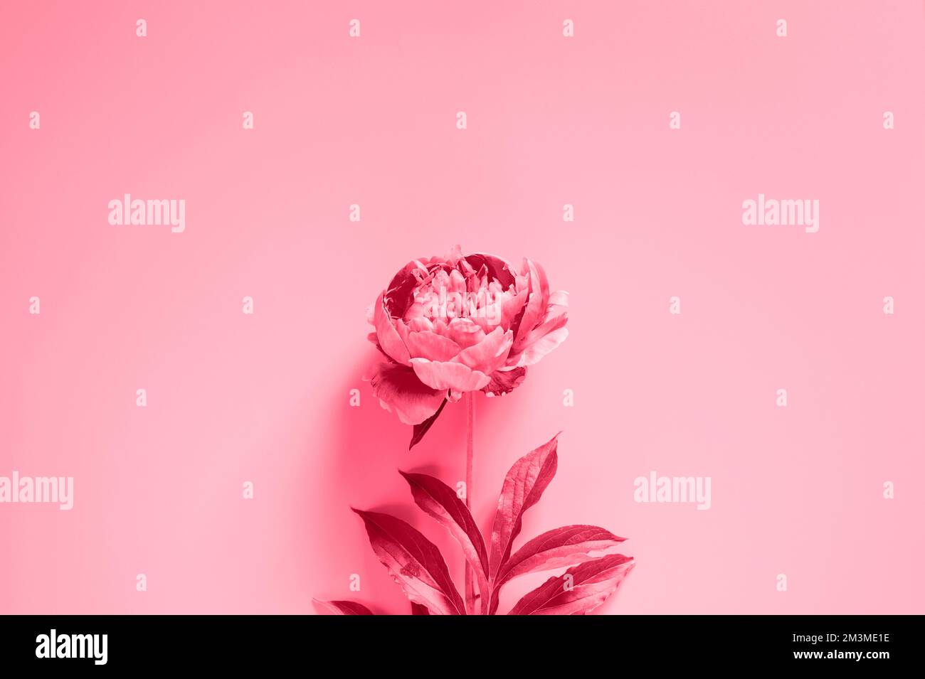 one peony flower in full bloom vibrant pink color isolated on pale ...