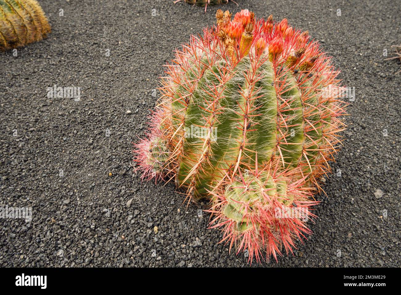 Plantas de cactaceae hi-res stock photography and images - Alamy