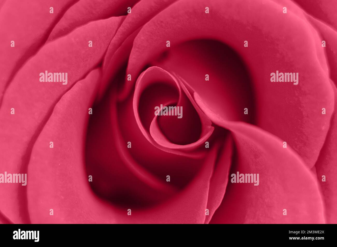 red rose flower in full bloom zoomed in. pink purple petals of rose ...