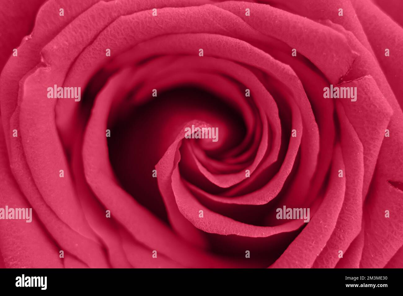 red rose flower in full bloom zoomed in. pink purple petals of rose ...