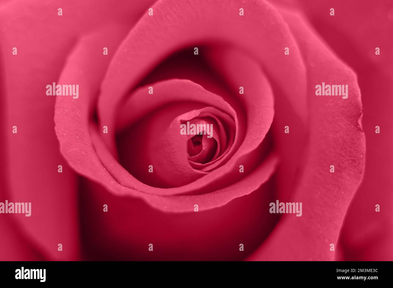 red rose flower in full bloom zoomed in. pink purple petals of rose ...