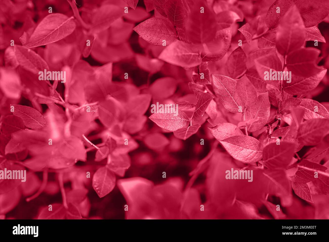 autumn bush with blueberry leaves. vaccinium corymbosum leaves burgundy ...