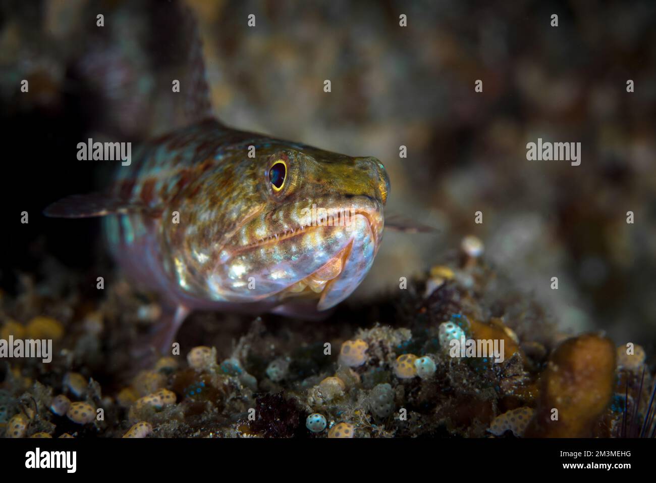 Colorful tropical Coral Reef fish in the Indo - Pacific ocean - The ...