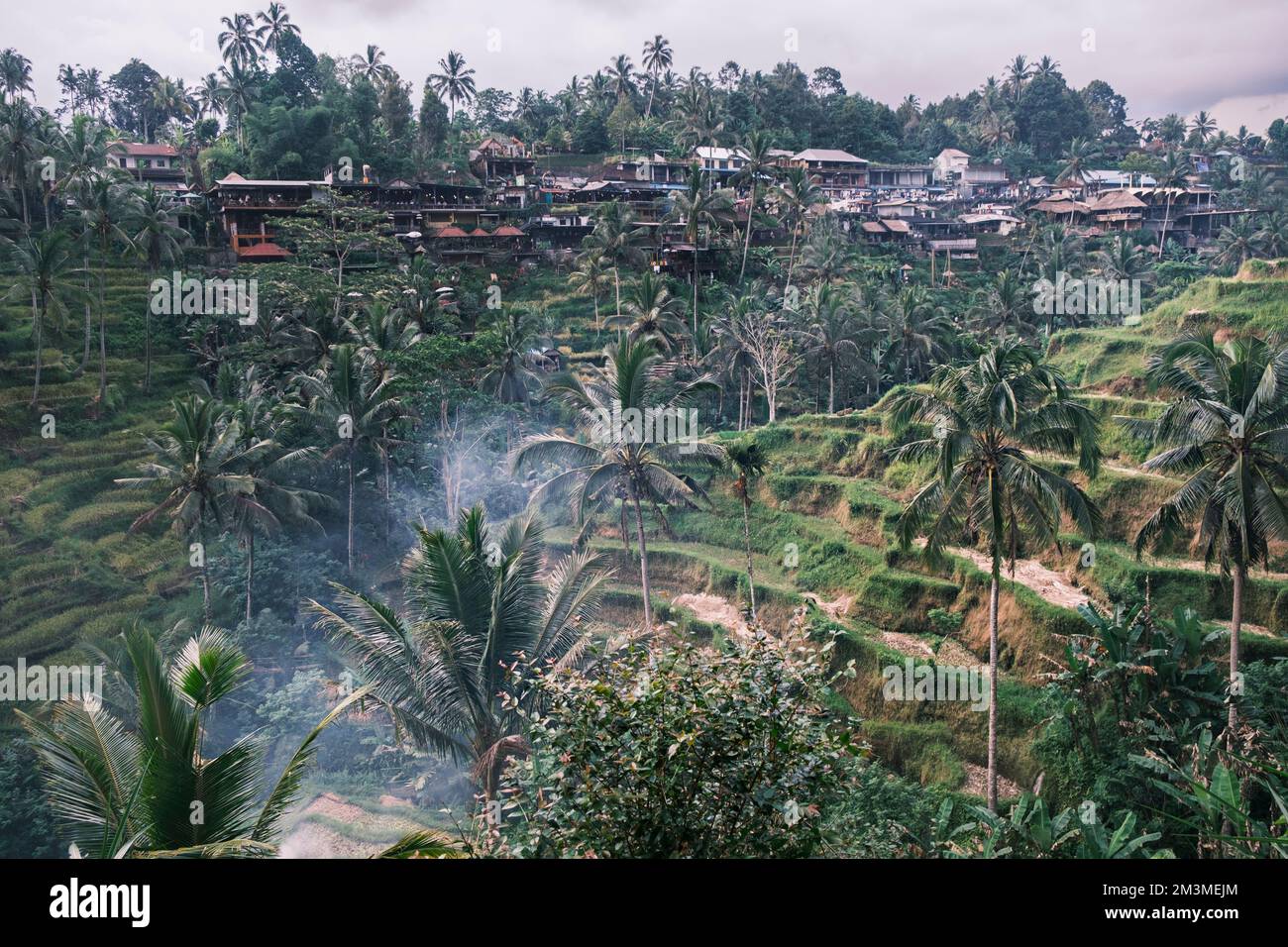 View of rice terraces of tegalalang in center of island of Bali in ...