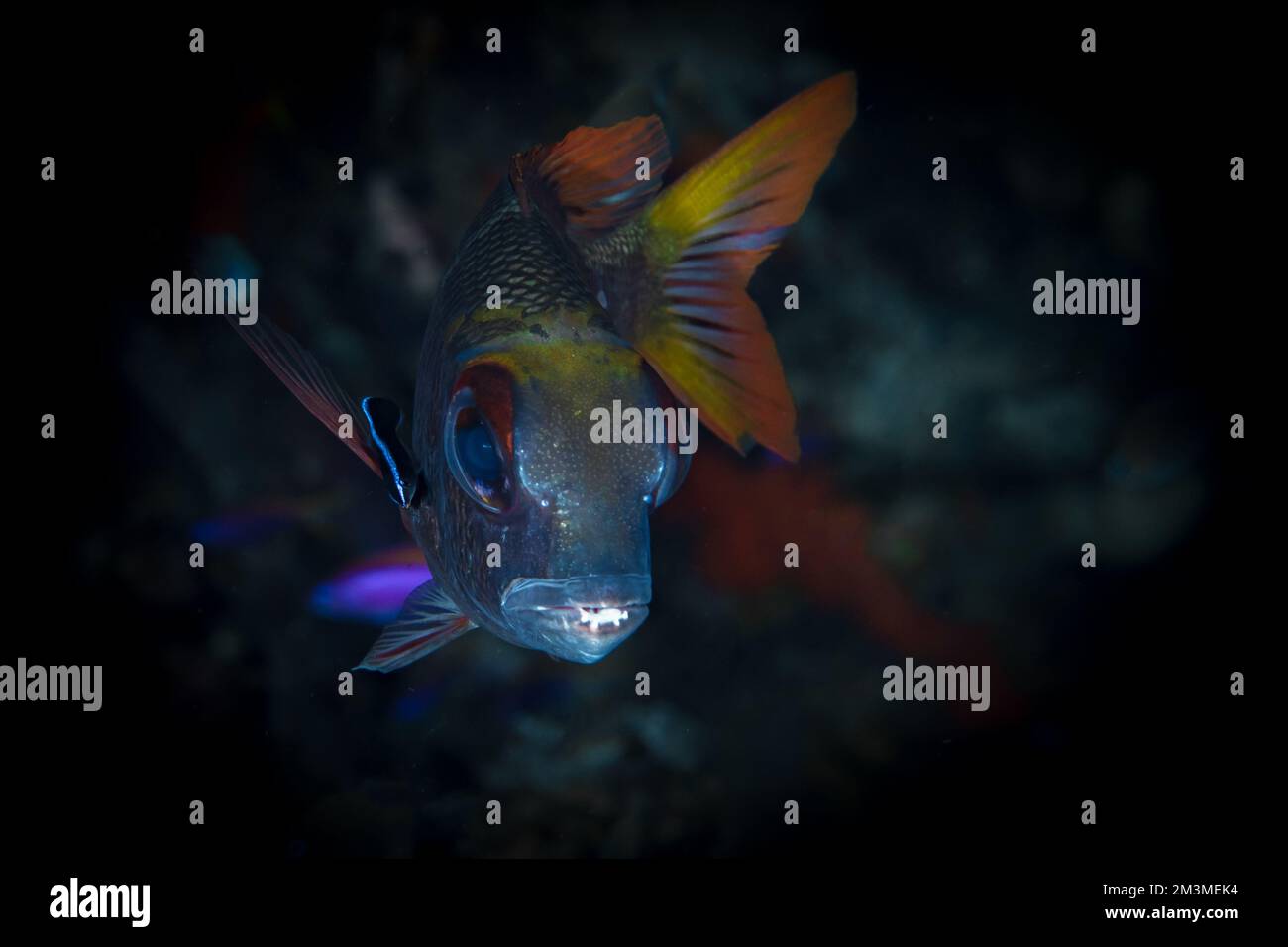 Colorful tropical Coral Reef fish in the Indo - Pacific ocean - The ...